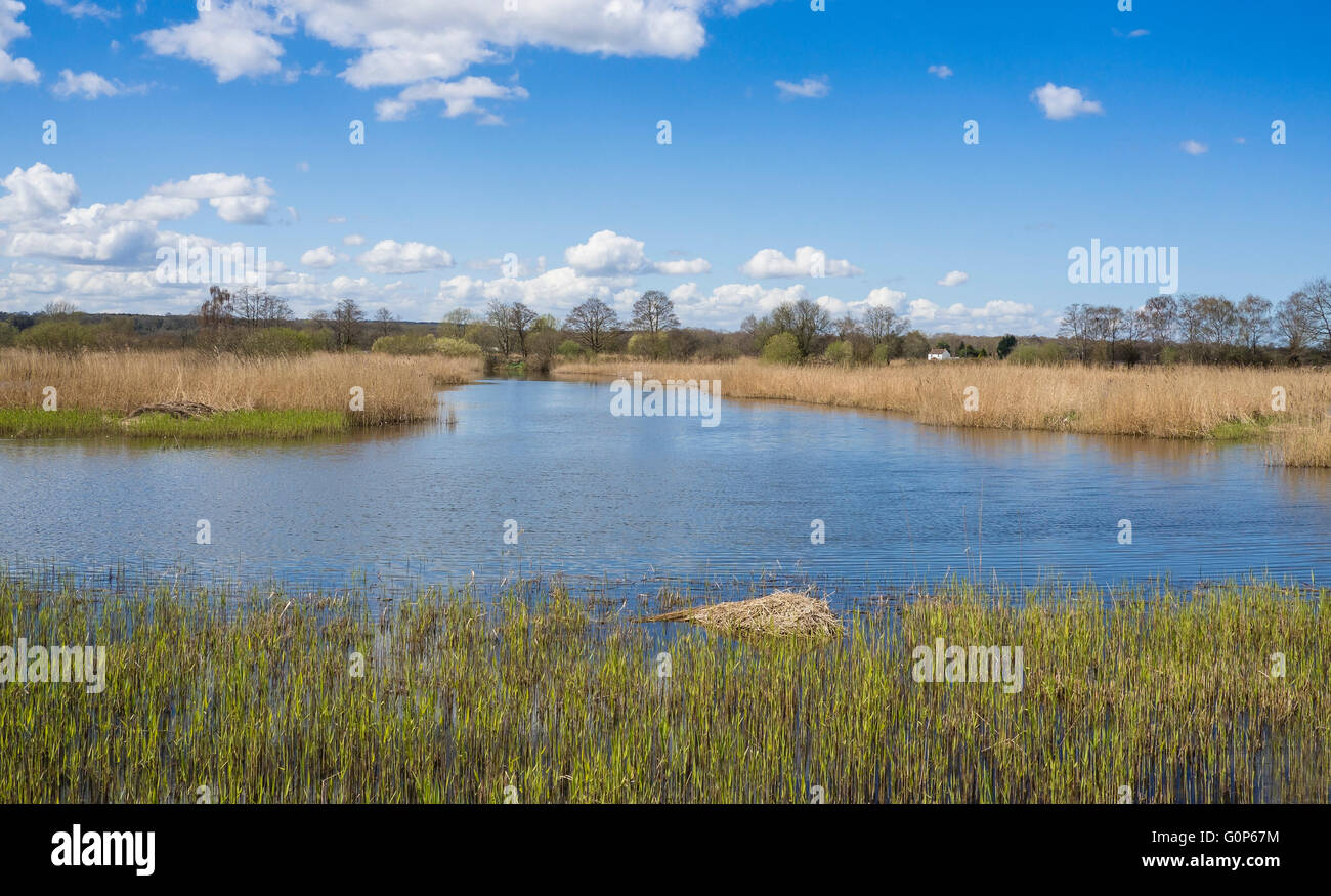 Somerset Levels "Ham Wall" RSPB Nature Reserve, UK Stock Photo - Alamy