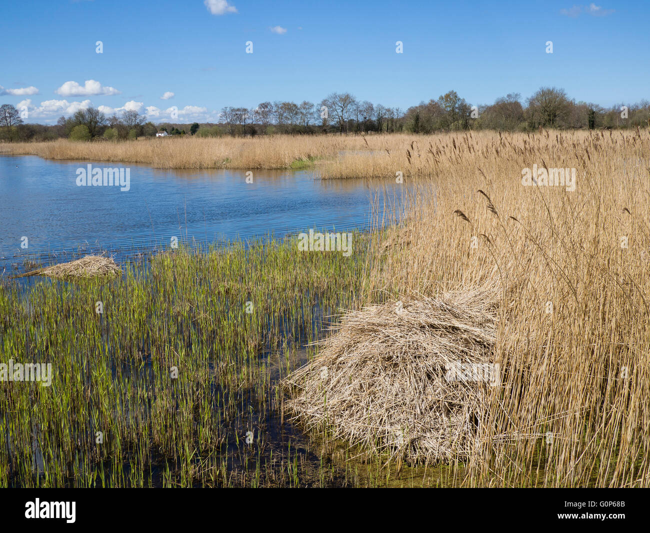 Somerset Levels "Ham Wall" RSPB Nature Reserve, UK Stock Photo - Alamy