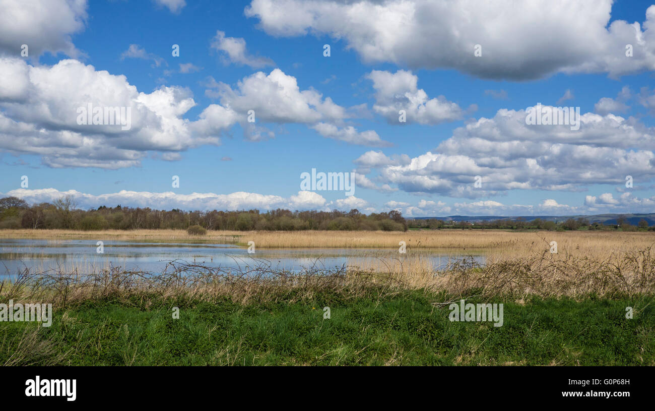 Somerset Levels "Ham Wall" RSPB Nature Reserve, UK Stock Photo - Alamy
