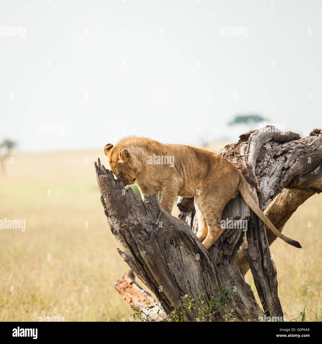 lion was infested with insects in nature Stock Photo - Alamy