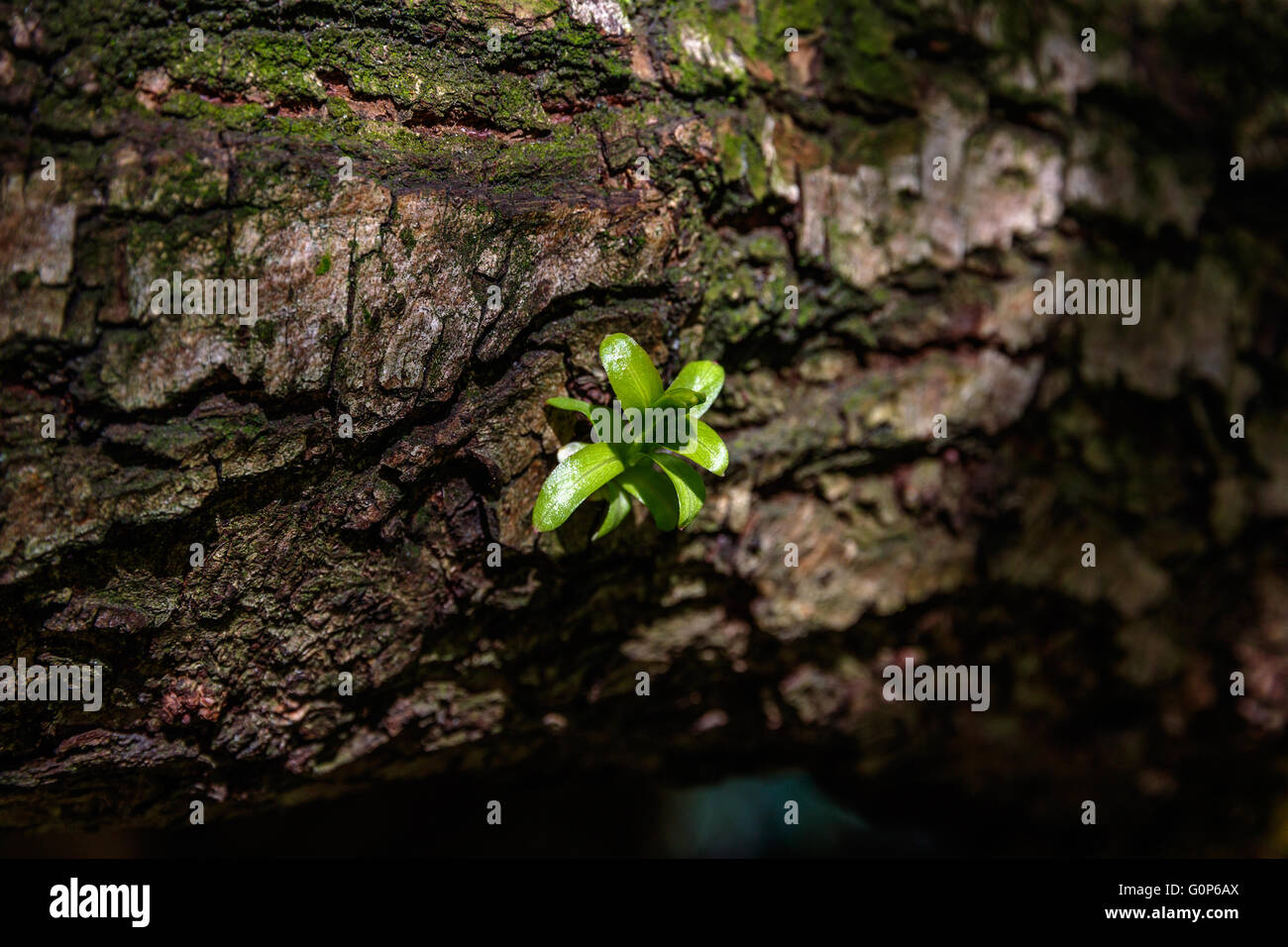 A green plant sprouting on a tree trunk illuminated by a shaft of light ...