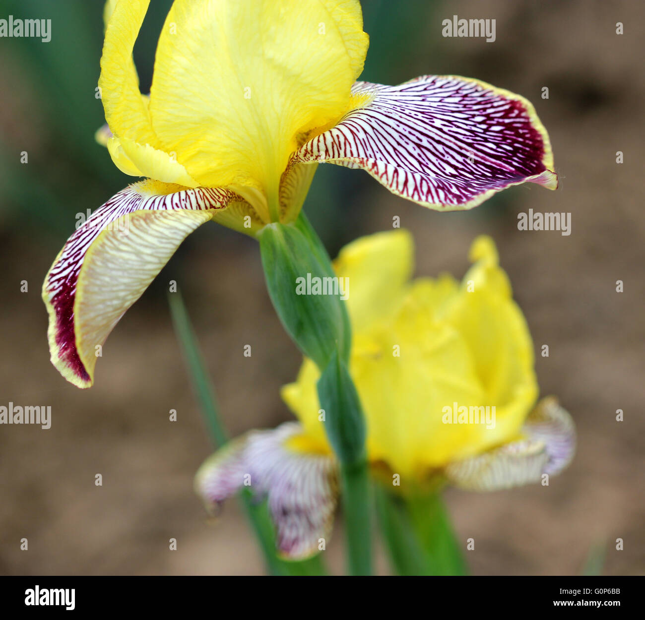 Iris variegata, Hungarian Iris, rhizomatous perennial herb, branched ...