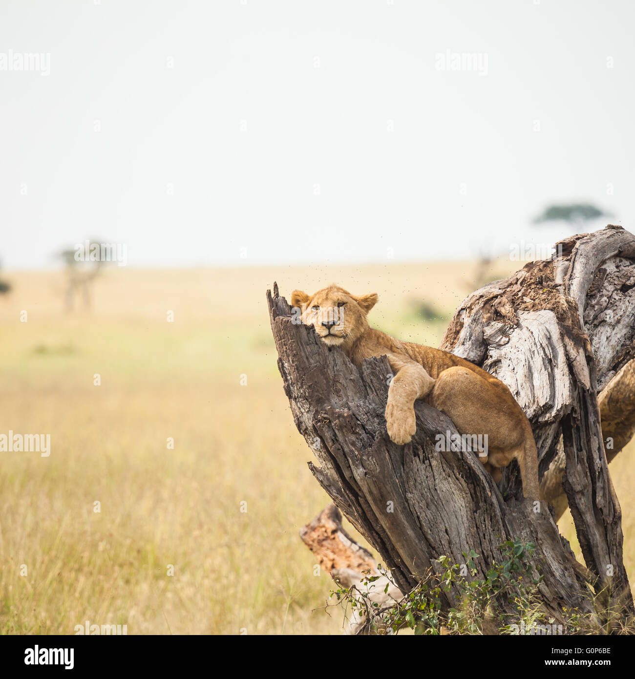lion was infested with insects in nature Stock Photo - Alamy