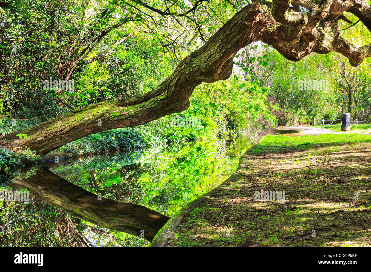 Dappled willow hi-res stock photography and images - Alamy