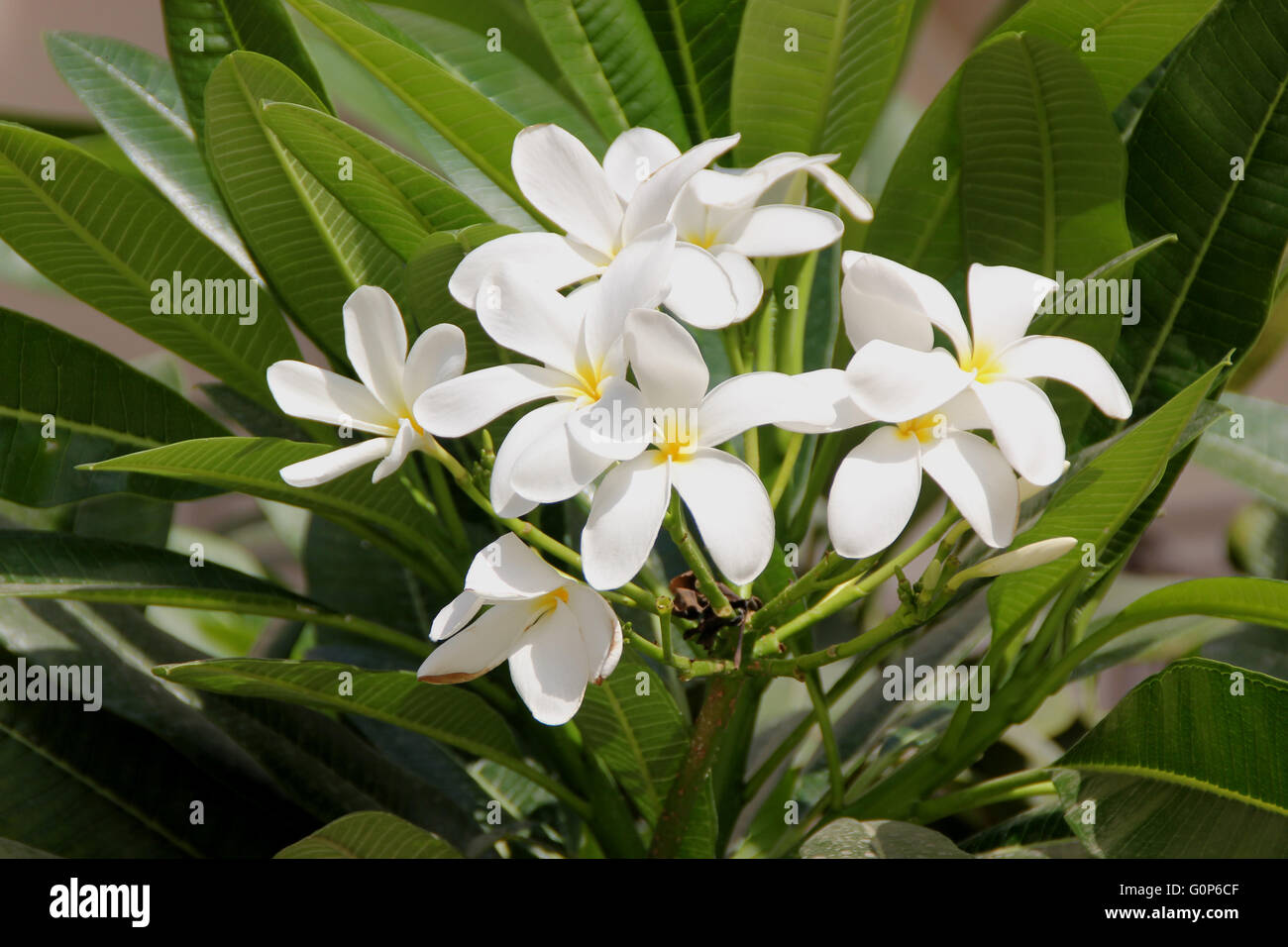 Plumeria obtusa, Singapore graveyard flower, evergreen small tree with ...