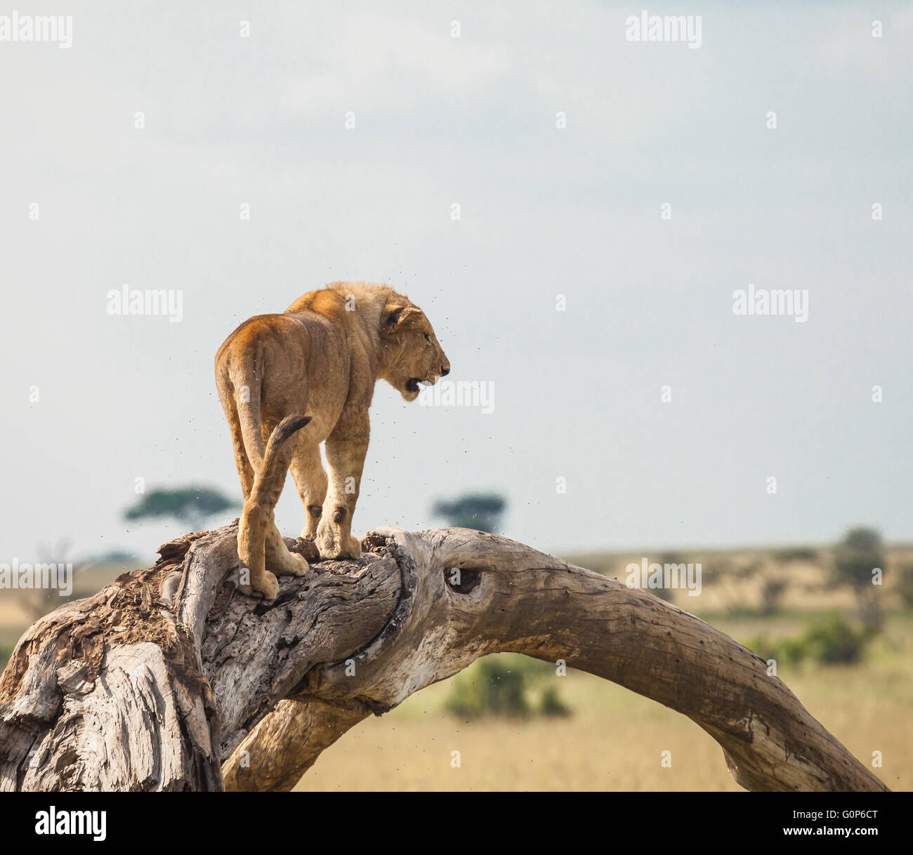 lion was infested with insects in nature Stock Photo - Alamy