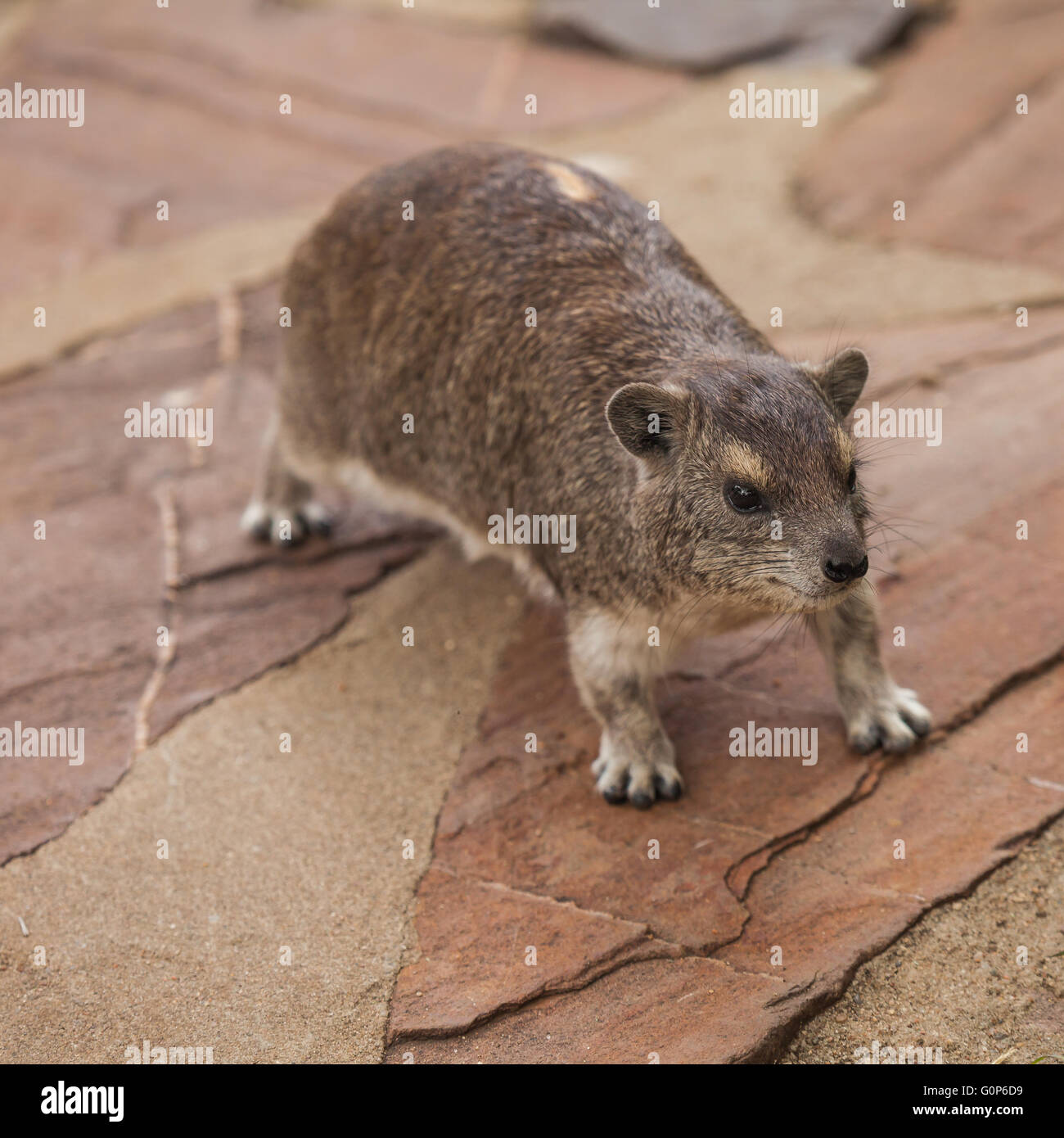 African rodent hi-res stock photography and images - Alamy