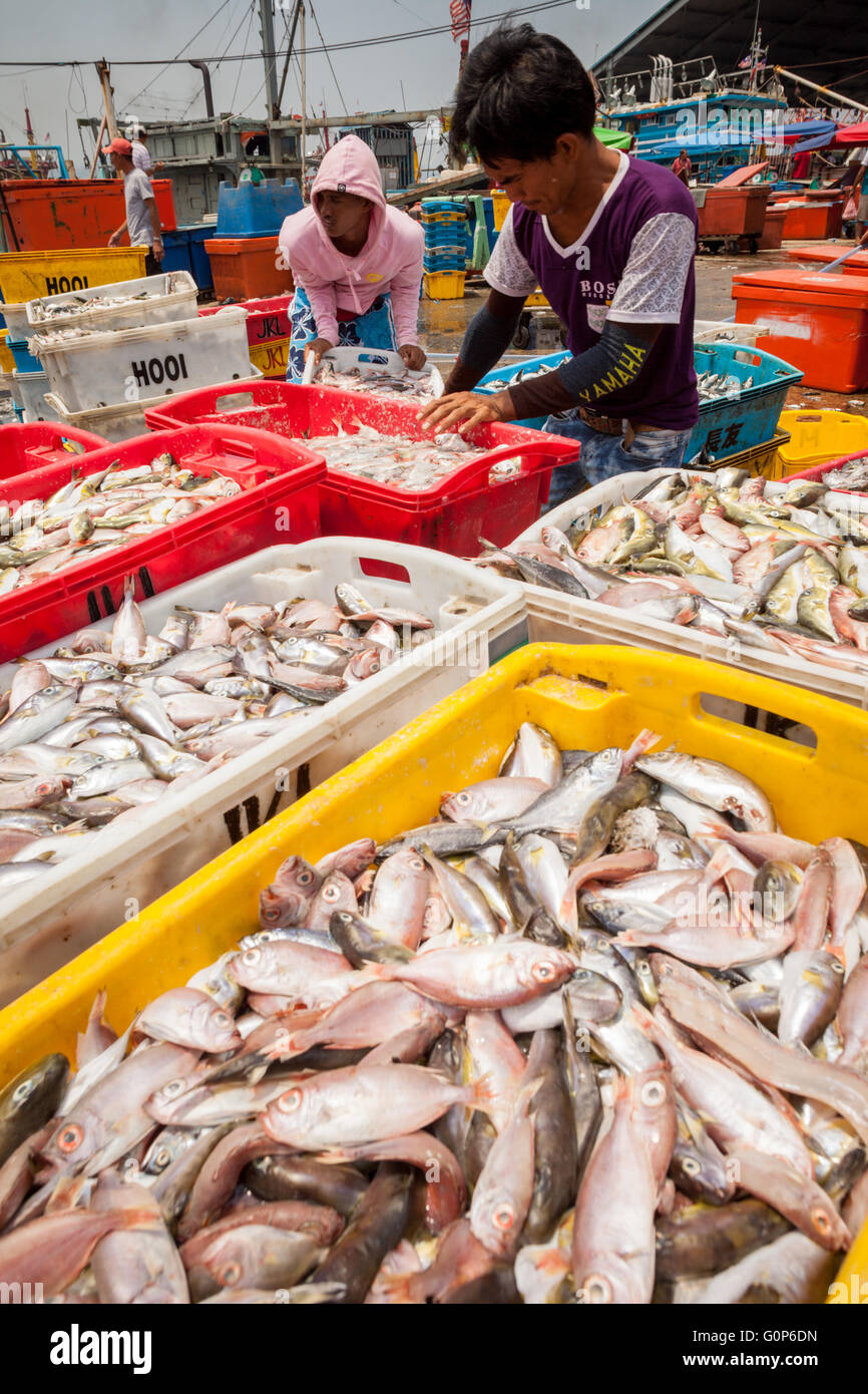 Workers on the dock handling fish from the South China Sea, Kota ...
