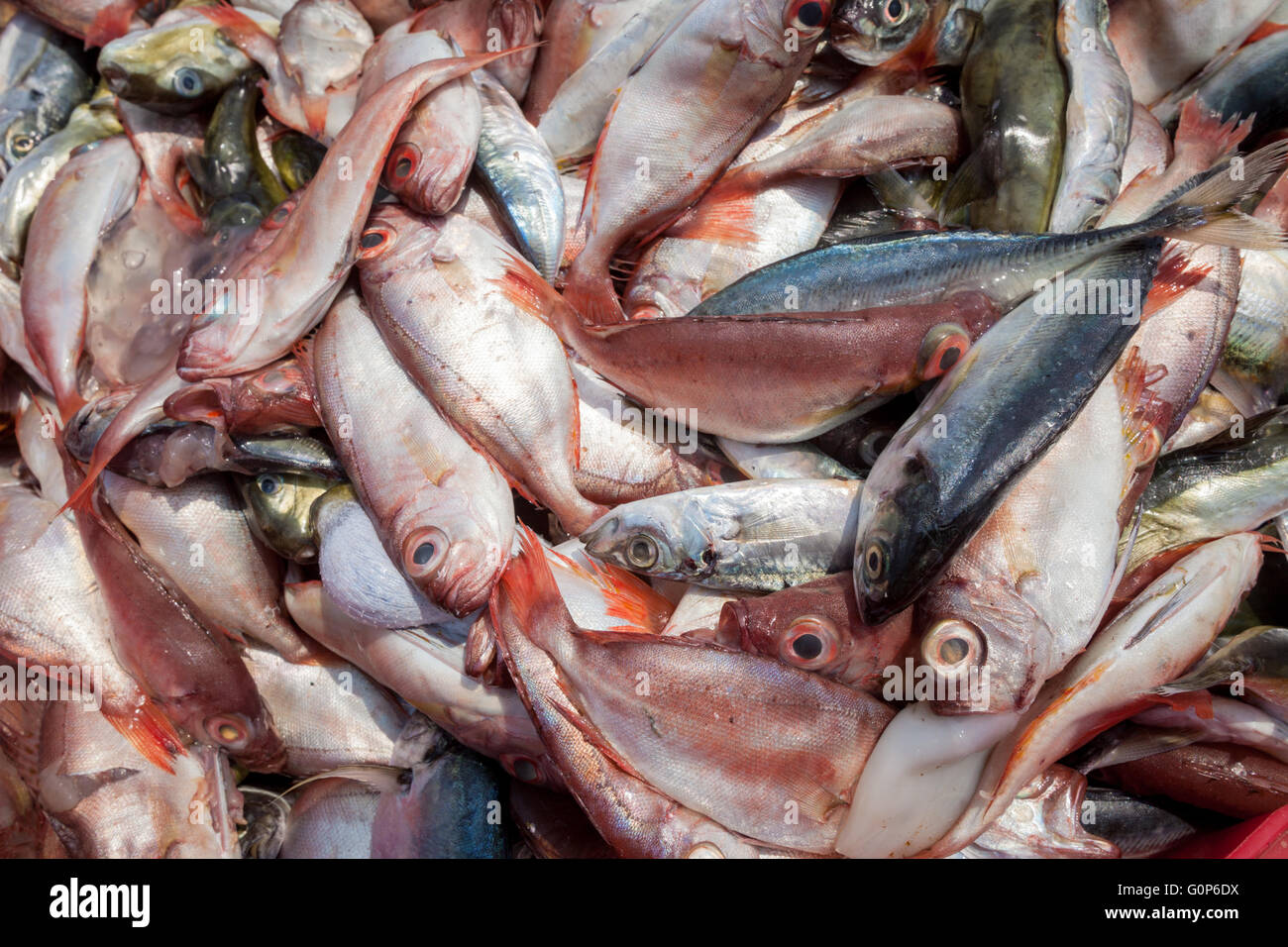Fish on a market slab ready for sale Stock Photo - Alamy