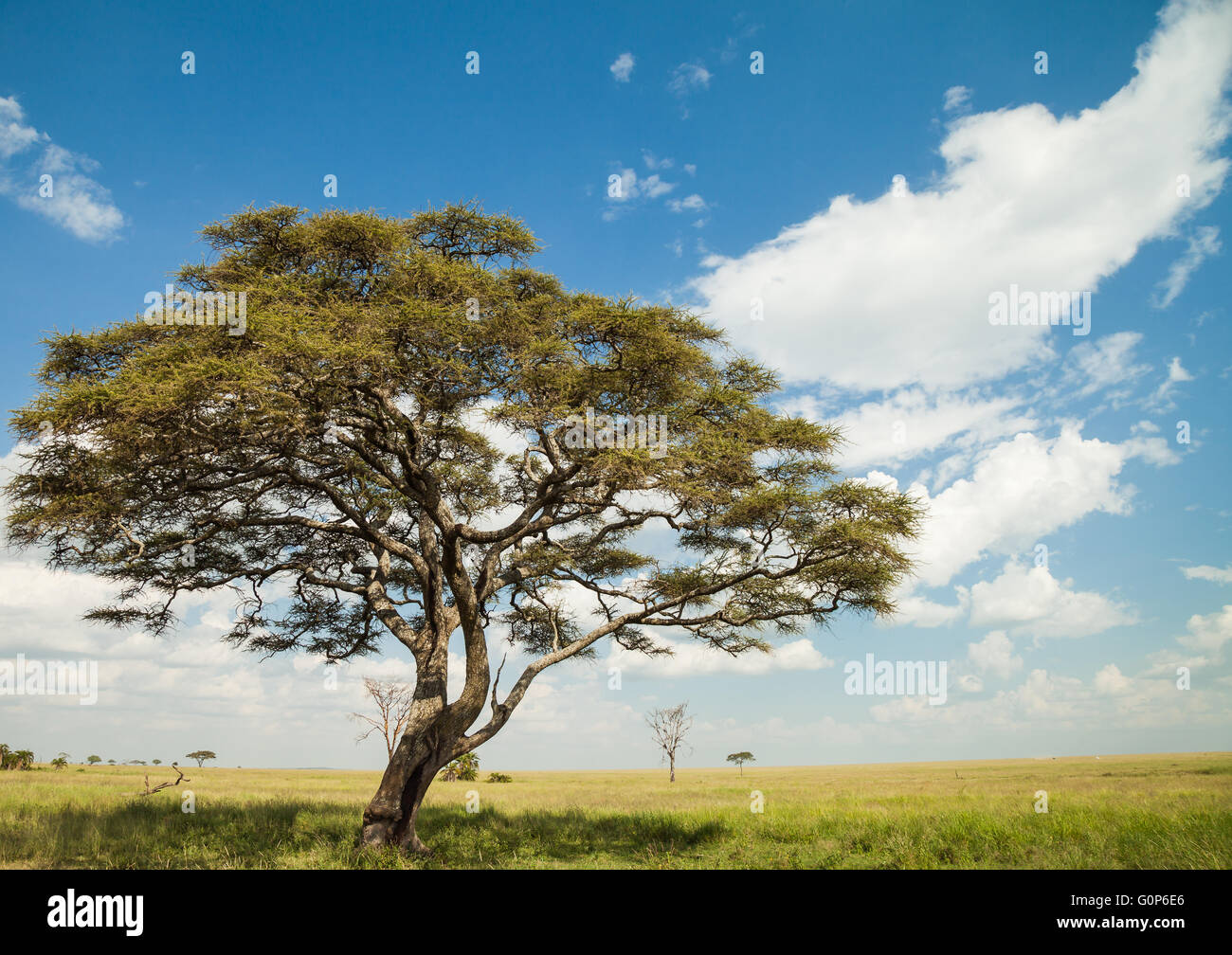 tree and grass for landscape Stock Photo - Alamy