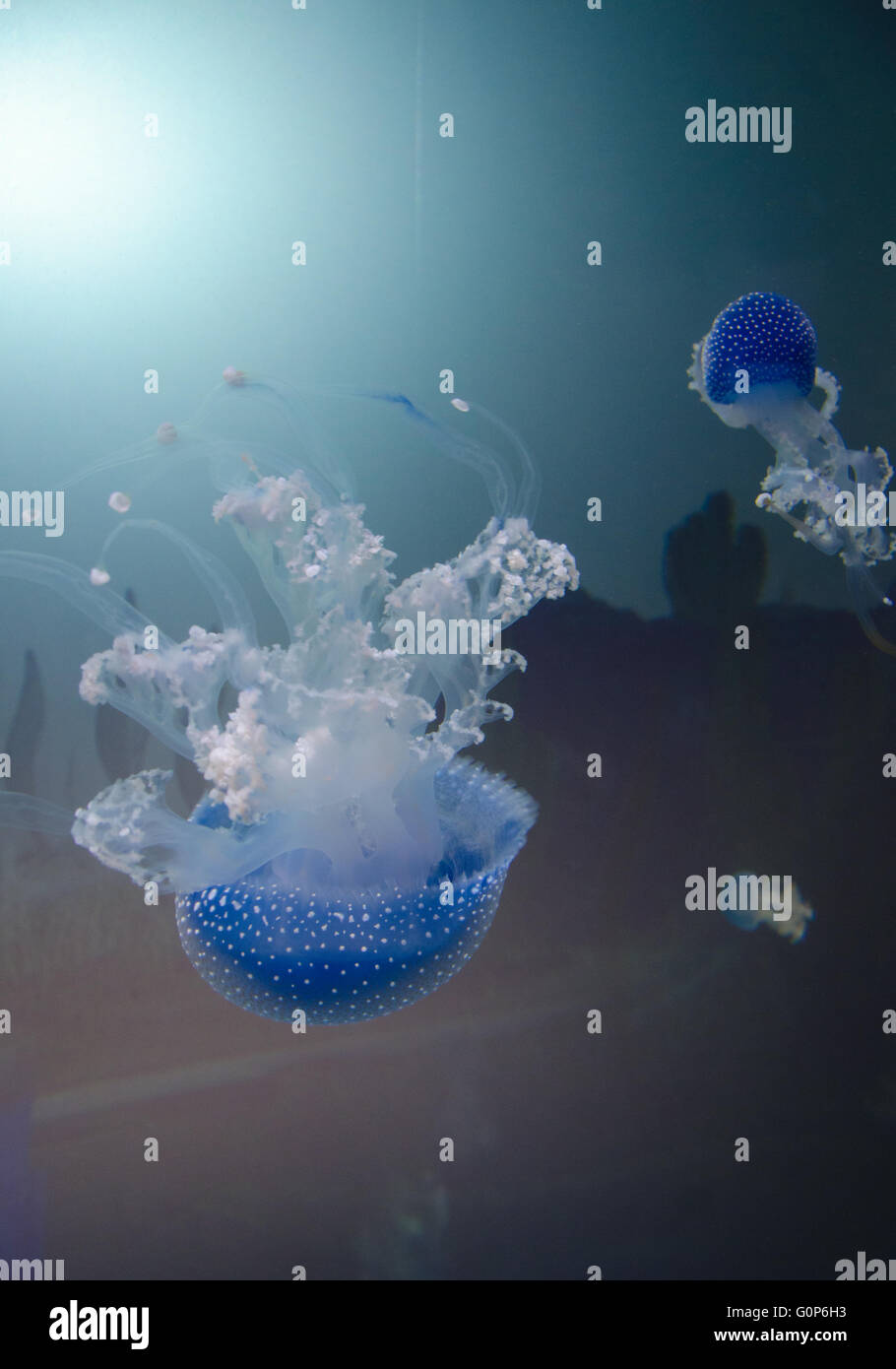 Australian Spotted Jellyfish Stock Photo - Alamy