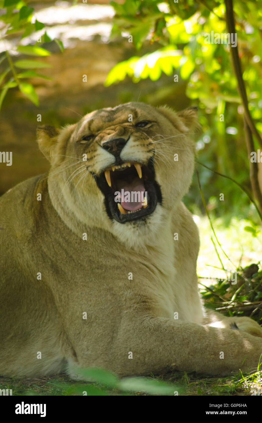 Lion baring teeth hi-res stock photography and images - Alamy