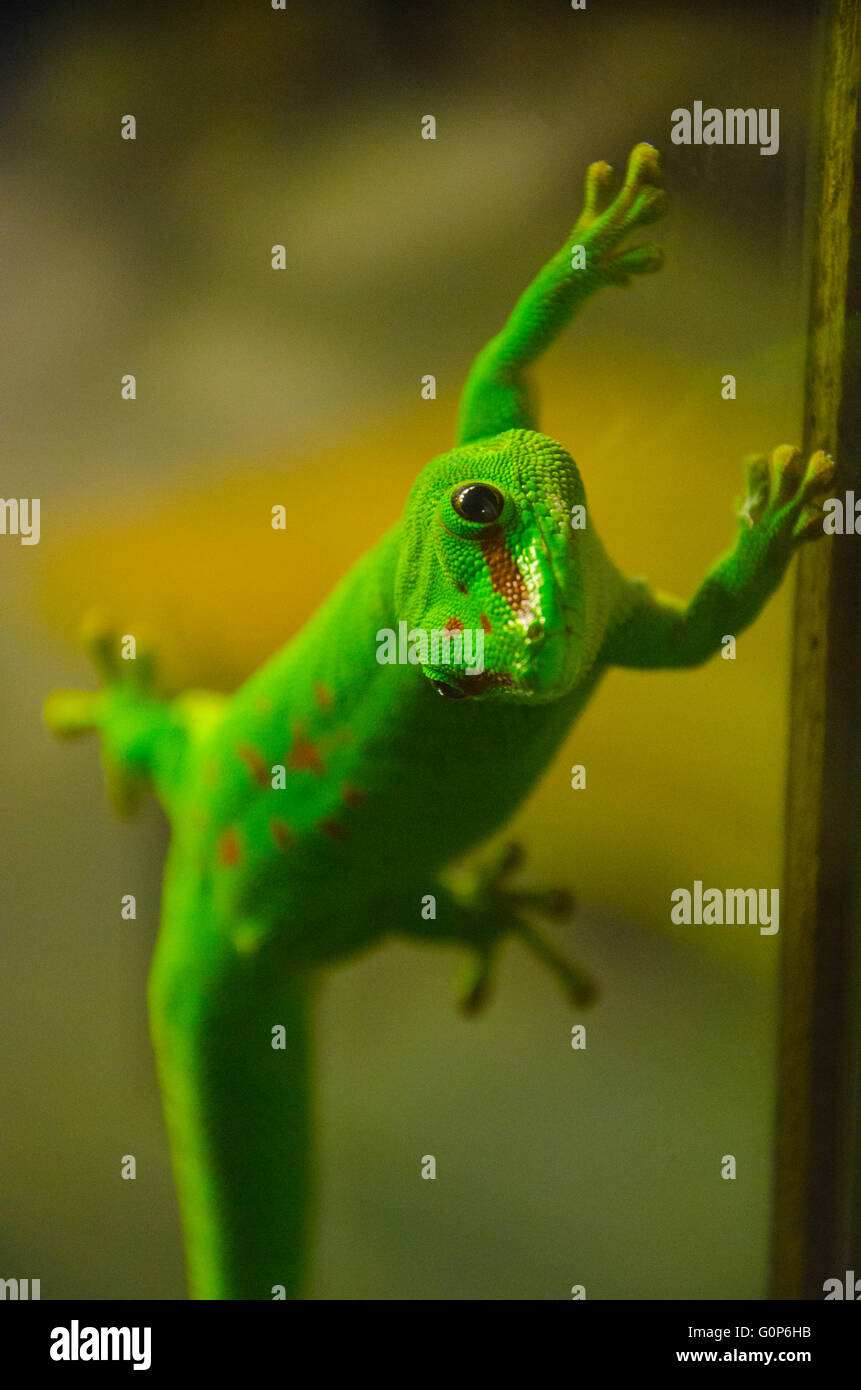 Madagascar giant day gecko on a window Stock Photo - Alamy