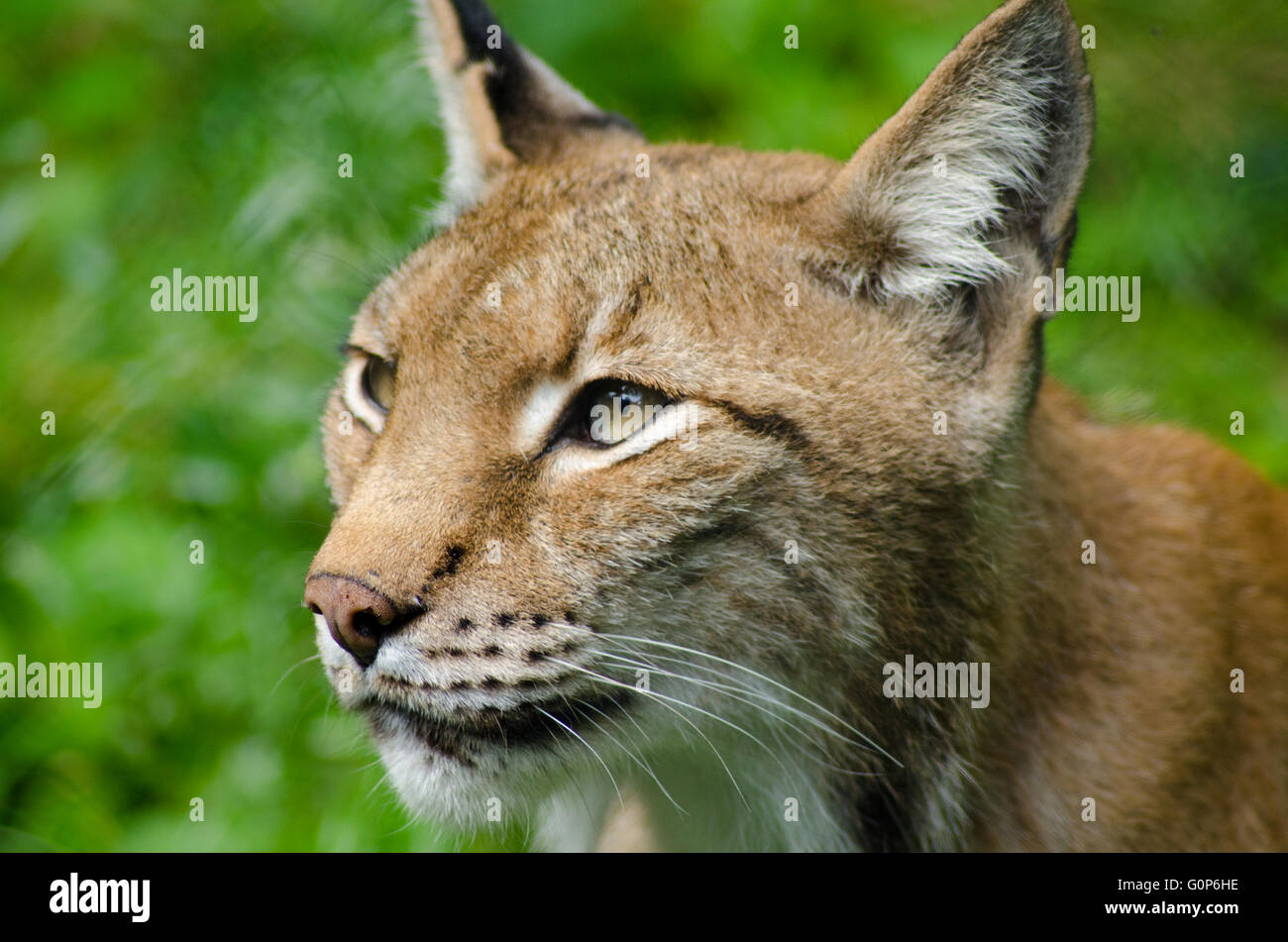 Eurasian lynx lynx lynx ears hi-res stock photography and images - Alamy