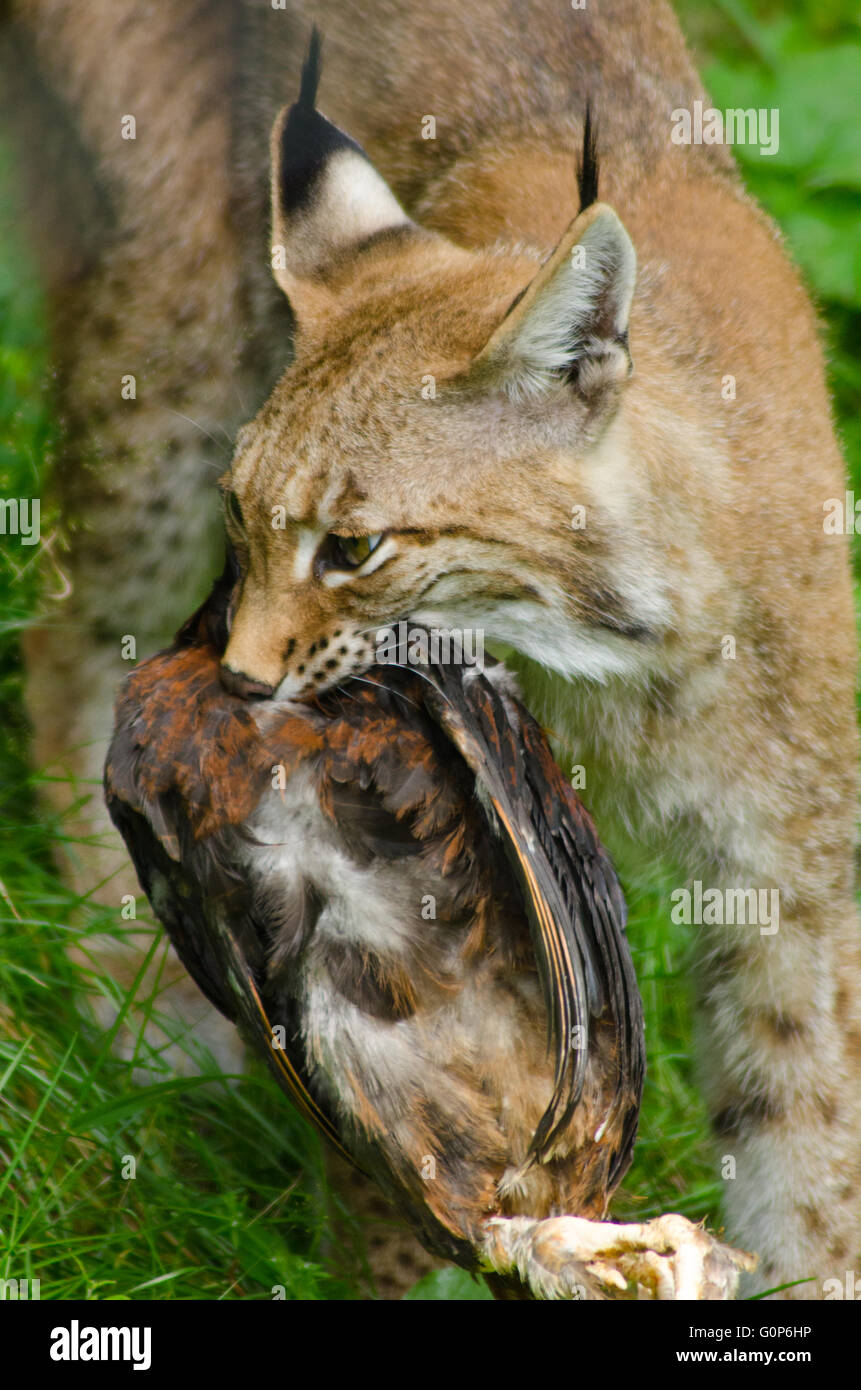 Luchs fressen hi-res stock photography and images - Alamy