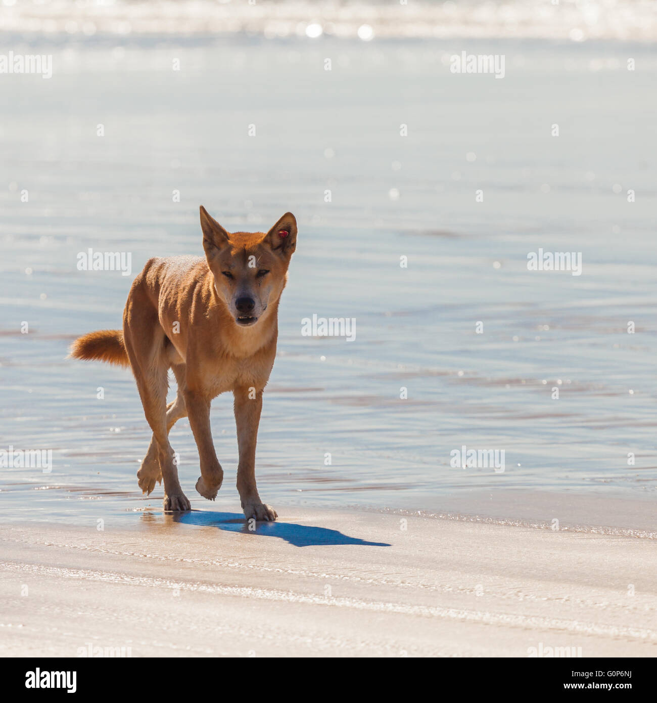 Dingo standing hi-res stock photography and images - Alamy