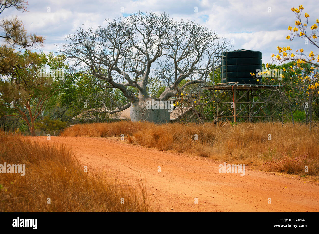 A dirt road leads to a very large Boab tree next to a water tower in ...