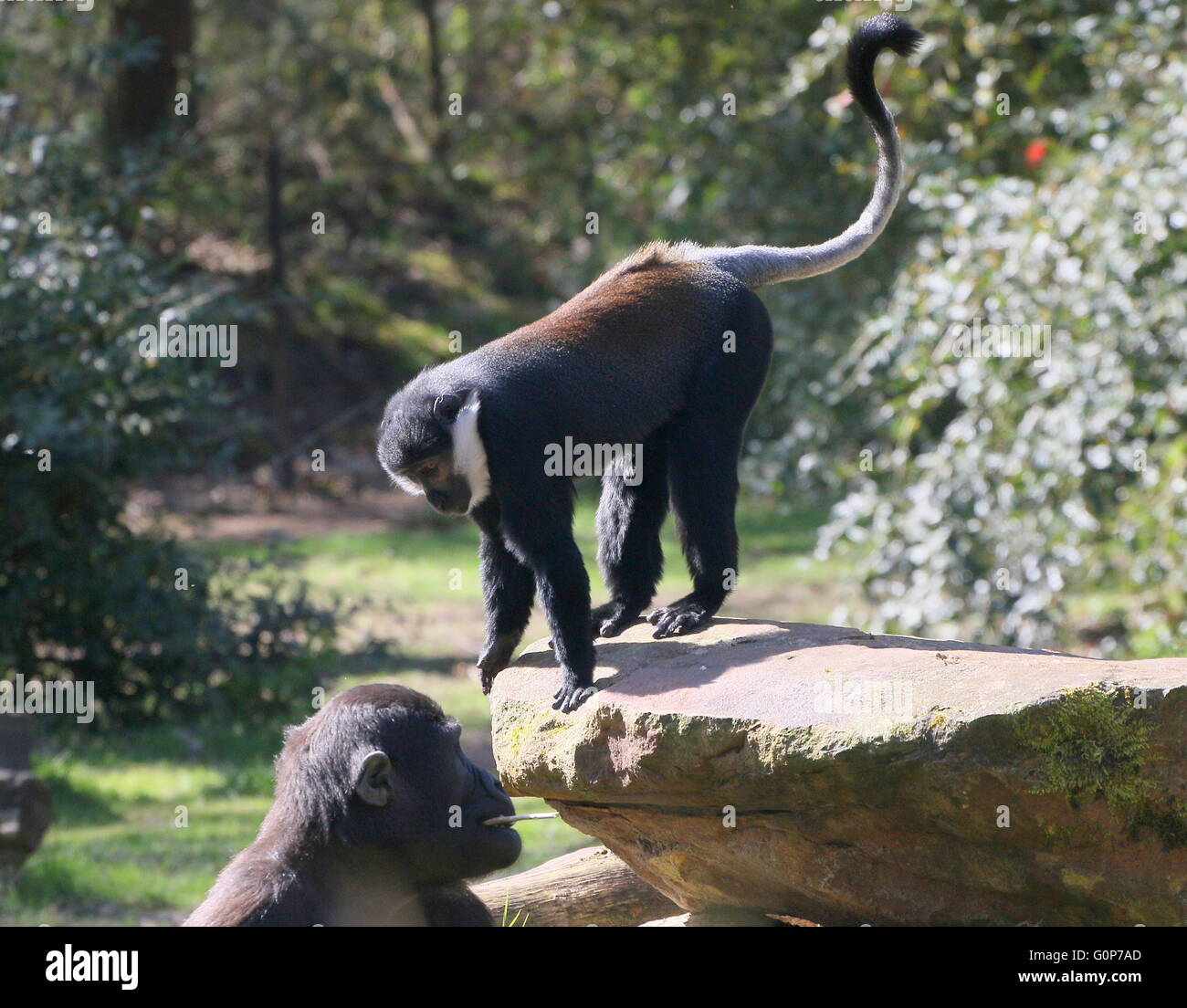 Zoo animals different species together hi-res stock photography and ...