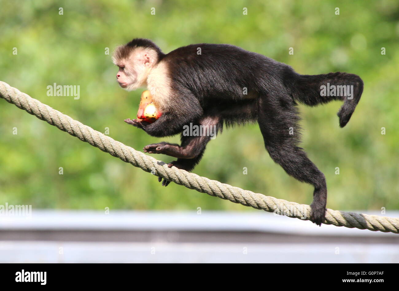Central American White headed capuchin monkey (Cebus capucinus ...