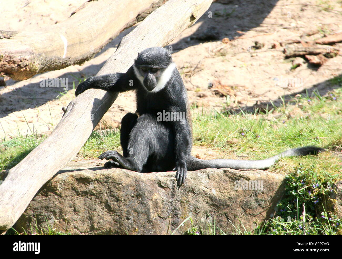 Central African L'Hoest's monkey (Cercopithecus lhoesti Stock Photo - Alamy