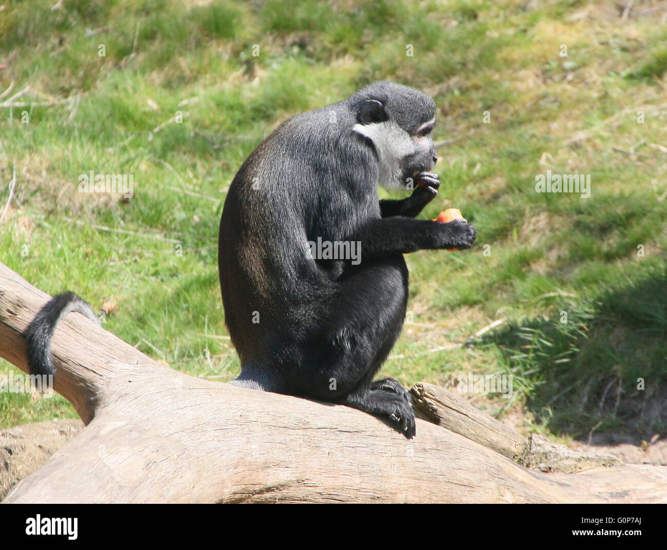Central African L'Hoest's monkey (Cercopithecus lhoesti) feeding on a ...
