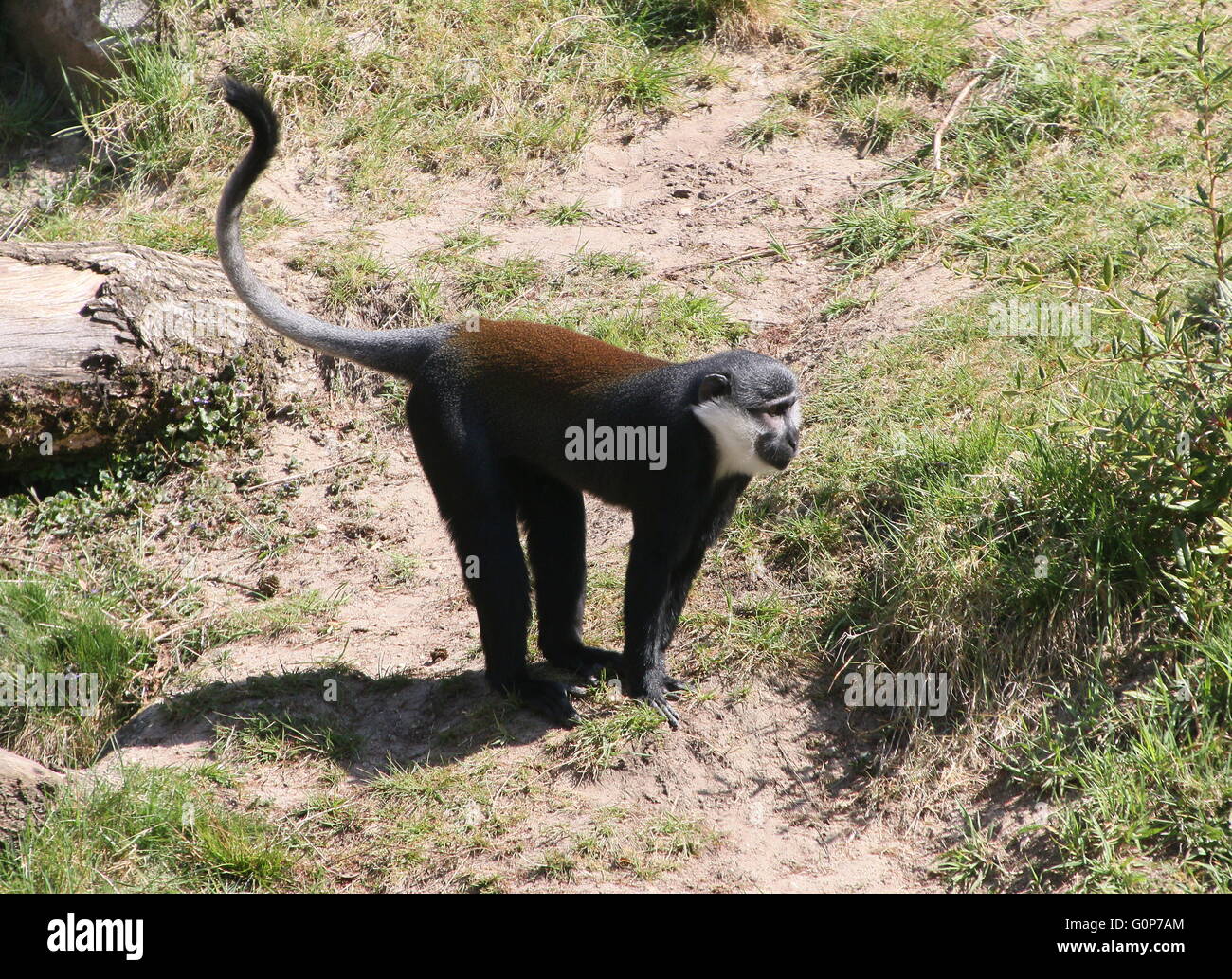Central African L'Hoest's monkey (Cercopithecus lhoesti Stock Photo - Alamy