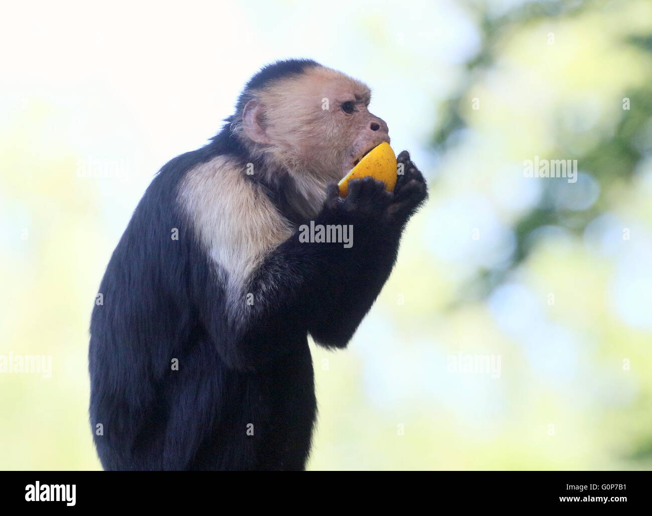 Central American White headed capuchin monkey (Cebus capucinus) eating ...
