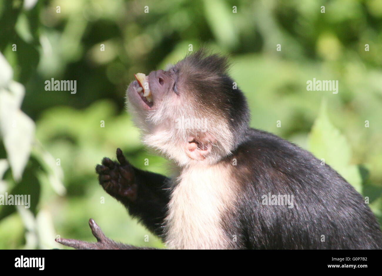 White faced capuchin eating hi-res stock photography and images - Alamy