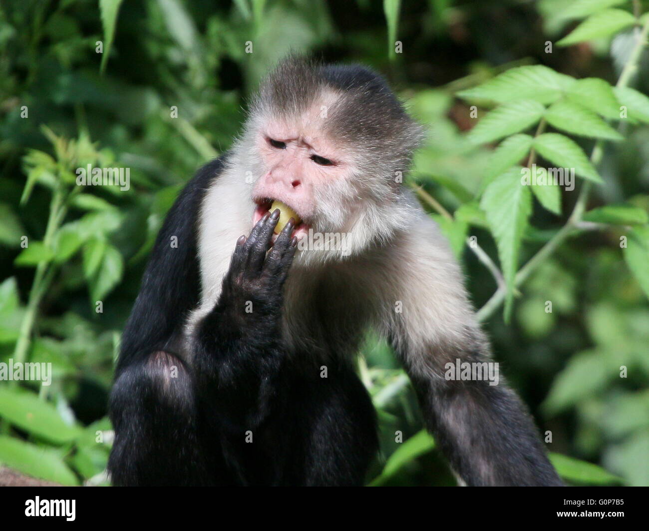 White faced capuchin eating hi-res stock photography and images - Alamy