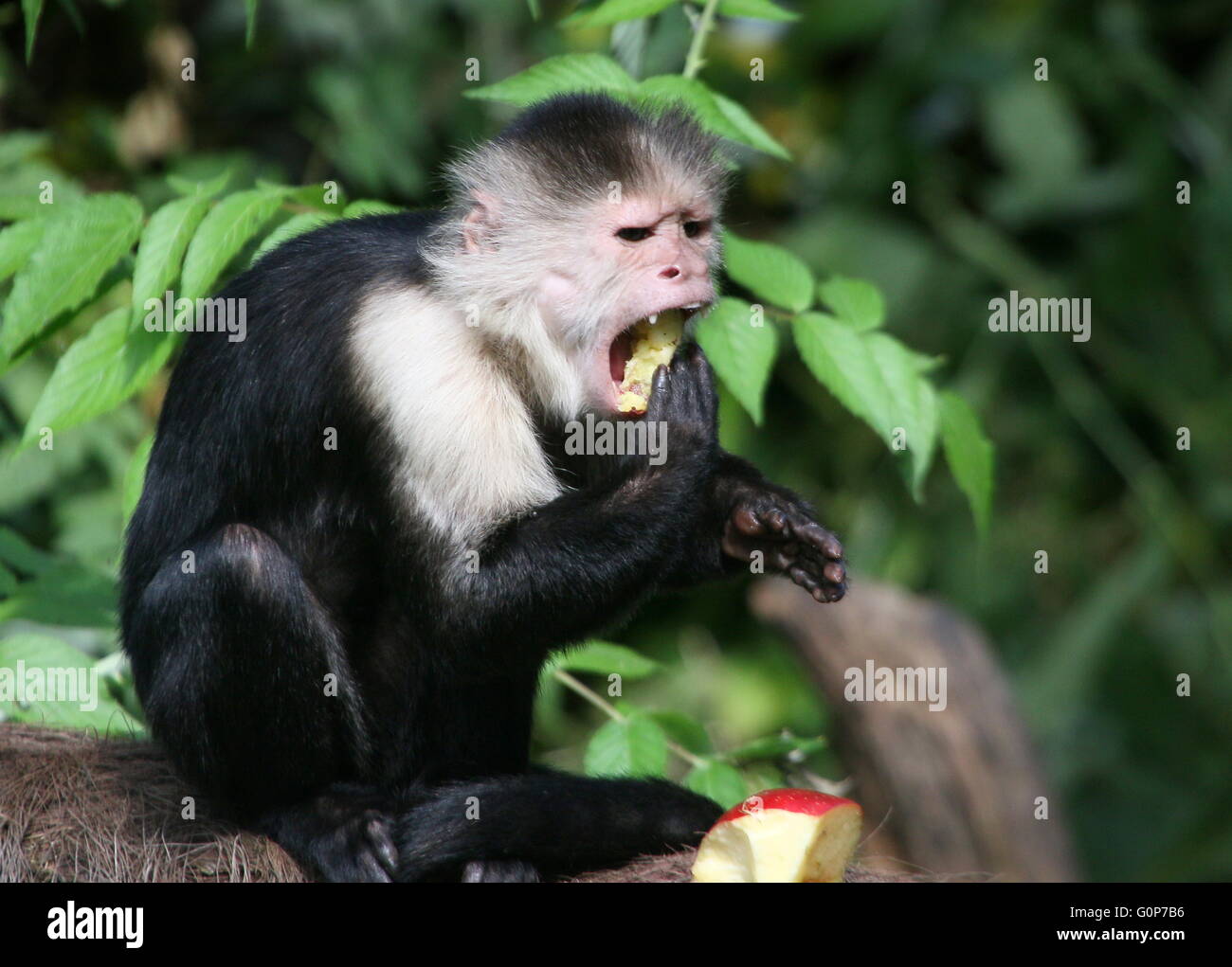 Central American White headed capuchin monkey (Cebus capucinus) eating ...