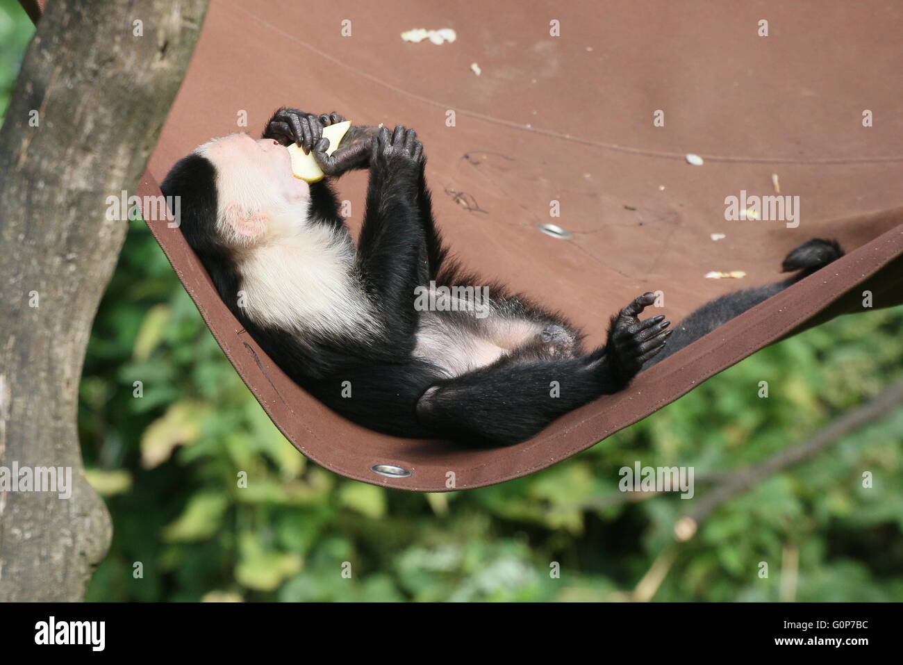 Monkey zoo hammock hi-res stock photography and images - Alamy
