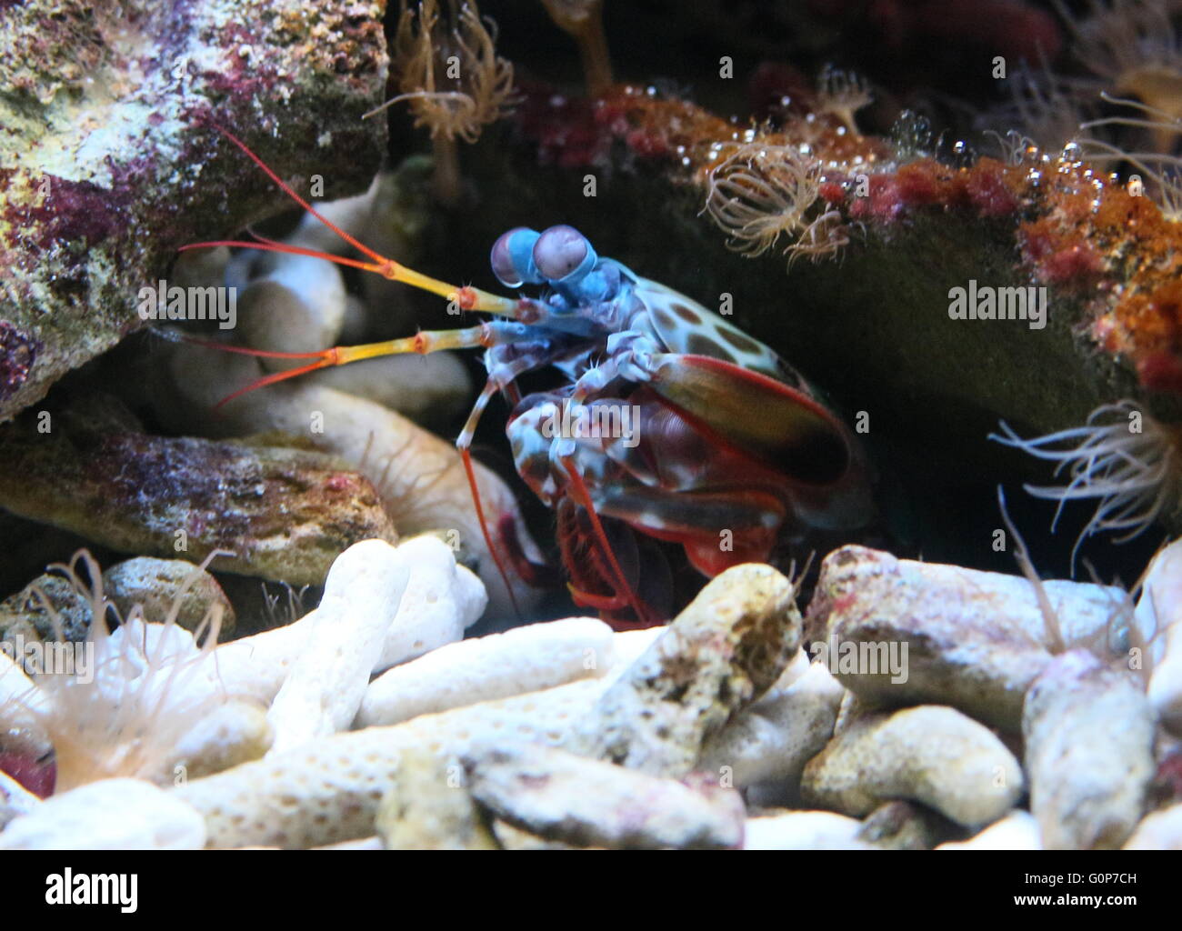 Colored mantis shrimps hi-res stock photography and images - Alamy
