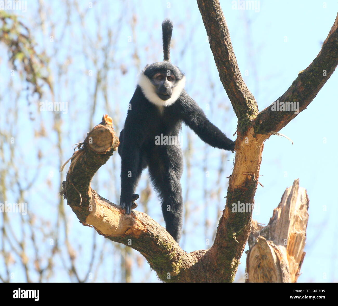 Monkey Standing Up High Resolution Stock Photography and Images - Alamy
