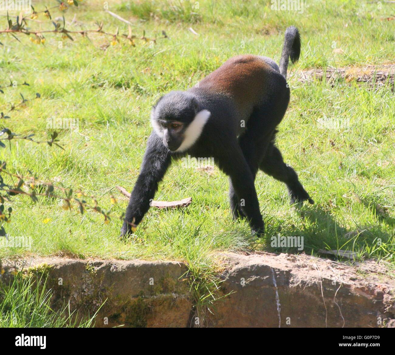 Lhoests monkey hi-res stock photography and images - Alamy