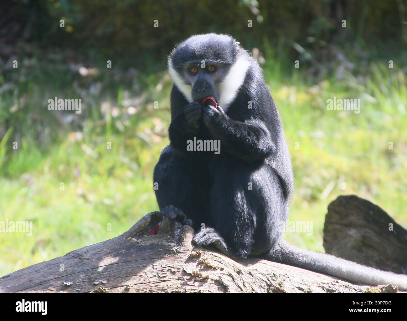 Central African L'Hoest's monkey (Cercopithecus lhoesti) eating a piece ...