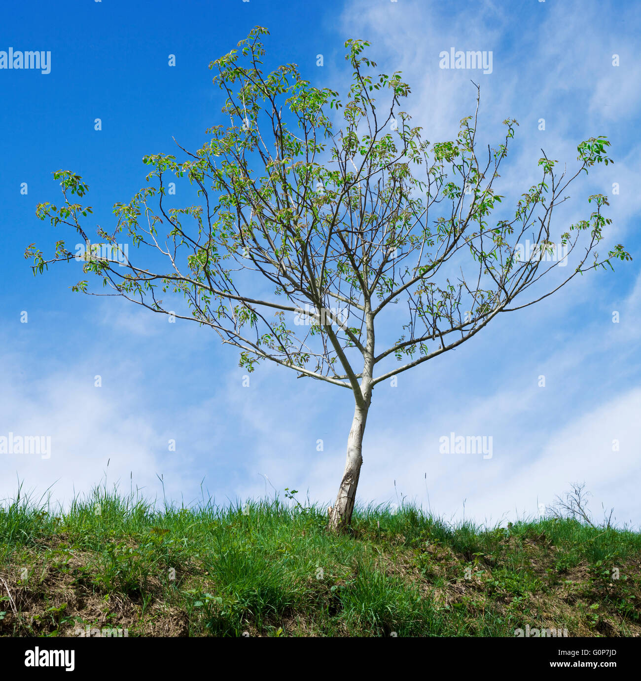 Walnut tree in winter hi-res stock photography and images - Alamy