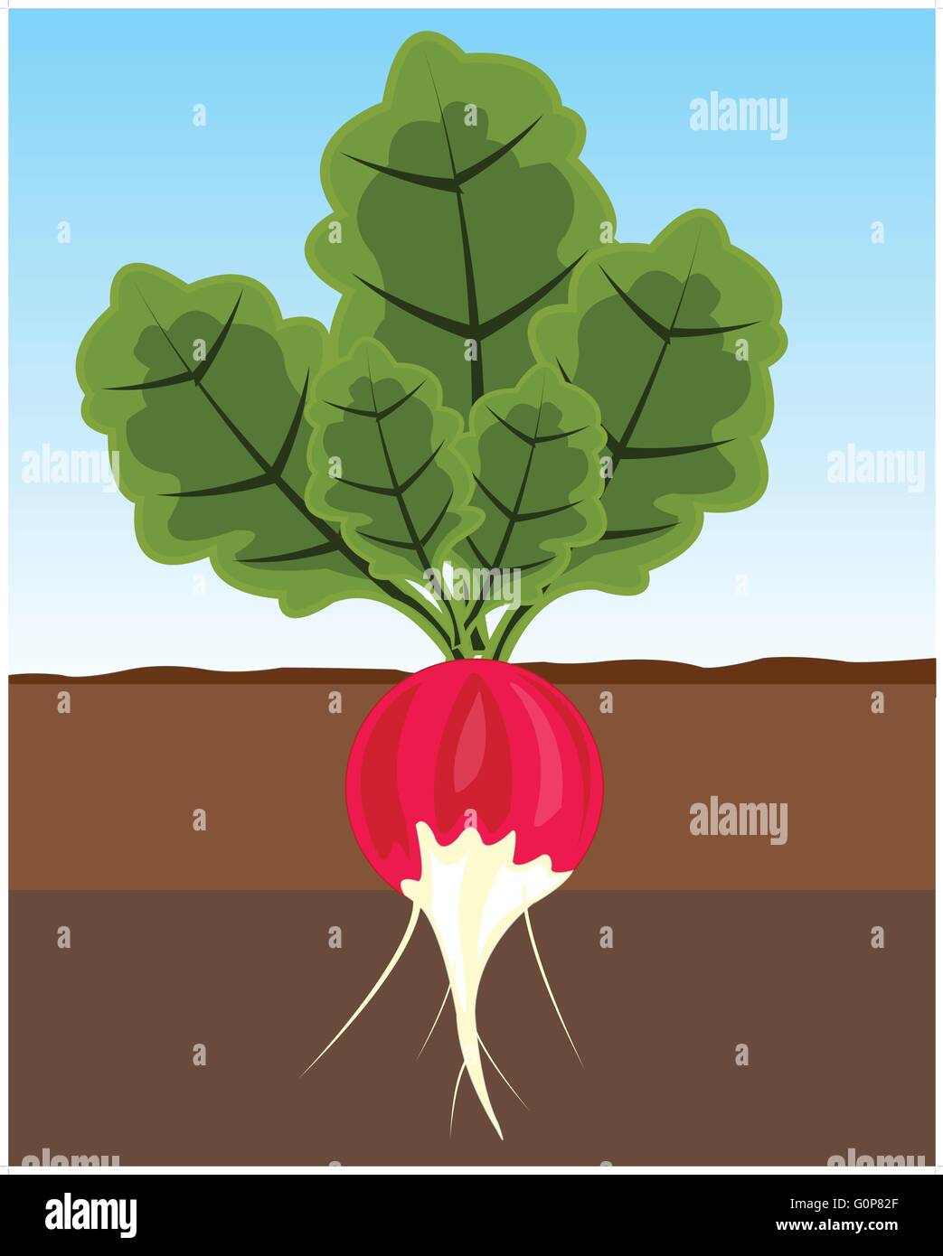 Radish Plant High Resolution Stock Photography and Images - Alamy