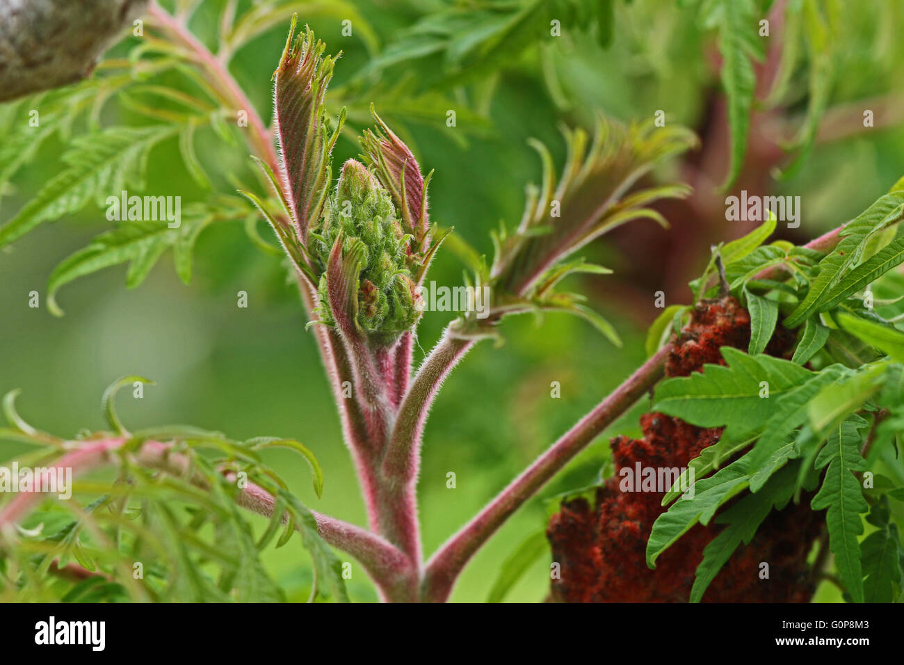 sumac or sumach also known as rhus panicle about to mature close up ...