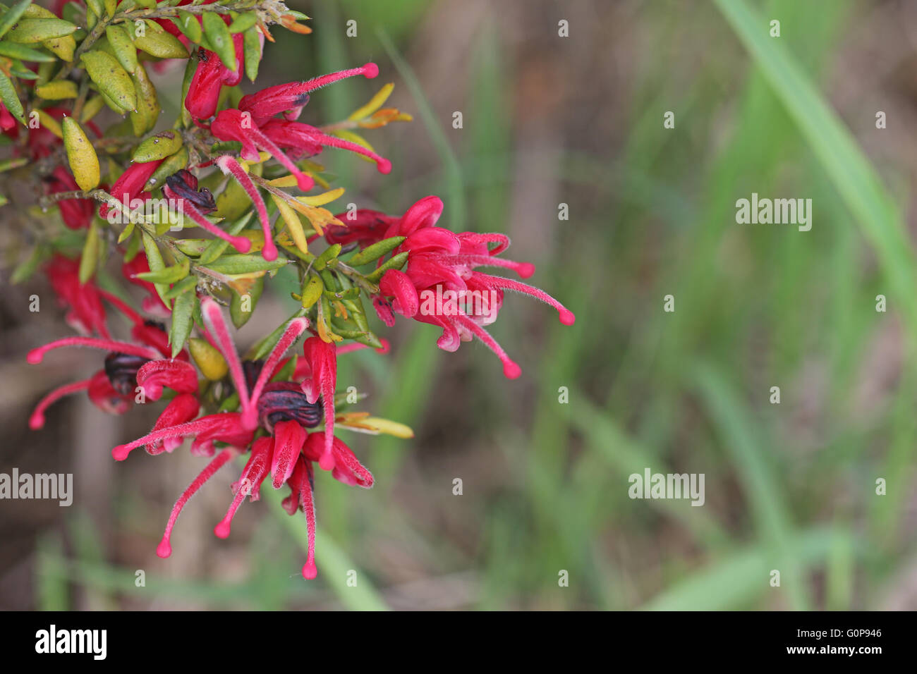 grevillea alpina robyn flower macro Australian plant Stock Photo - Alamy