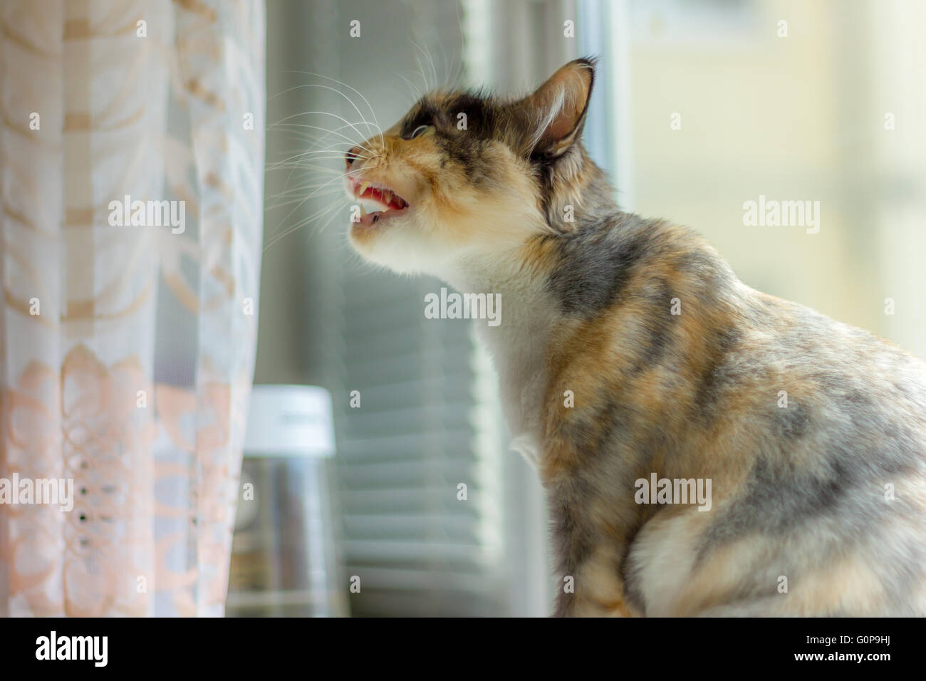 Pet kitten poses hi-res stock photography and images - Alamy