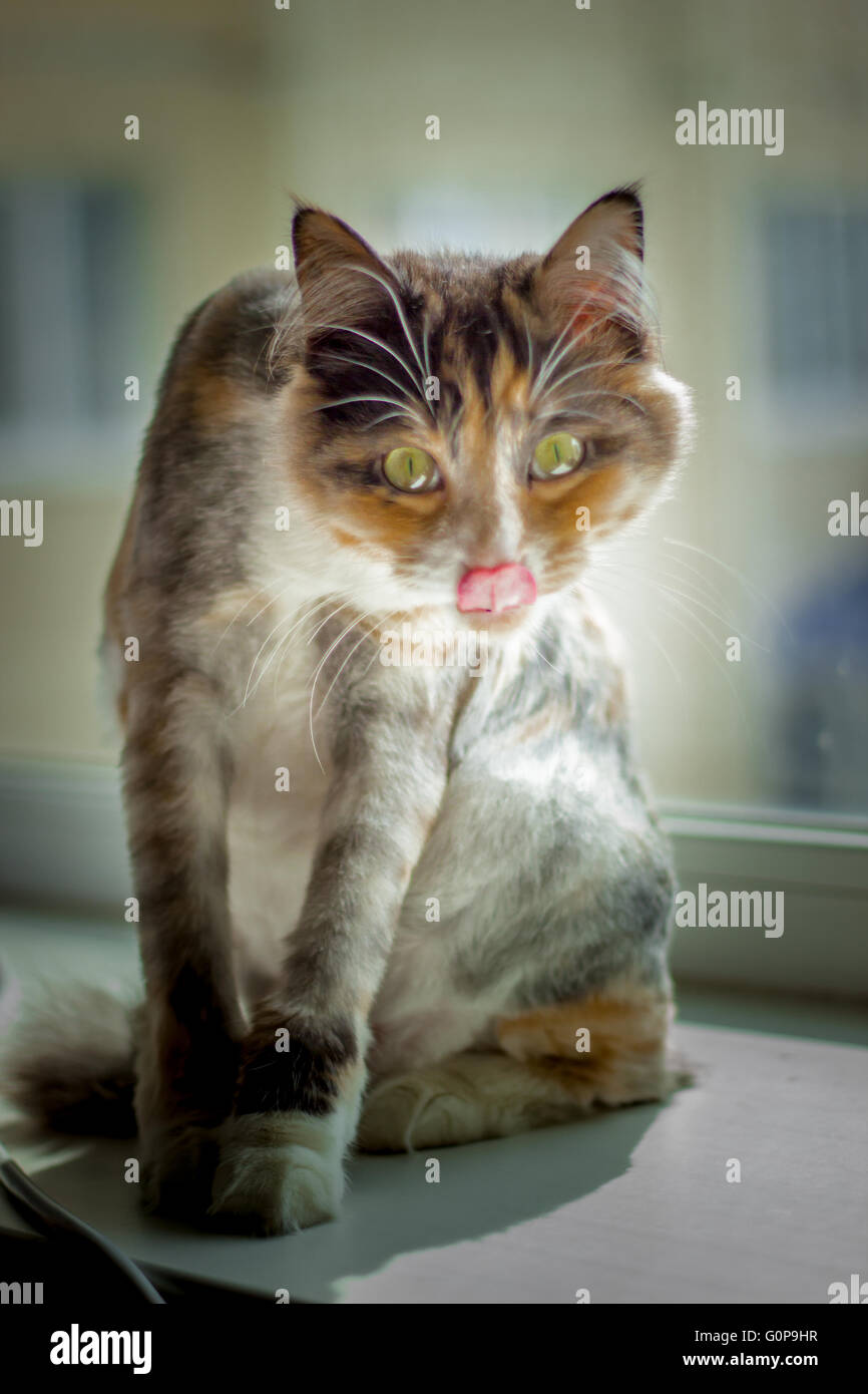 Feline poses hi-res stock photography and images - Alamy