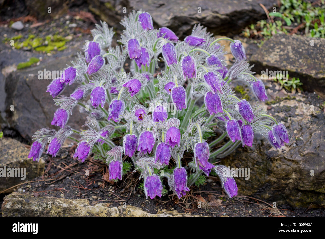 Cluster of pasque flowers covered with rain drops Pulsatilla halleri ...