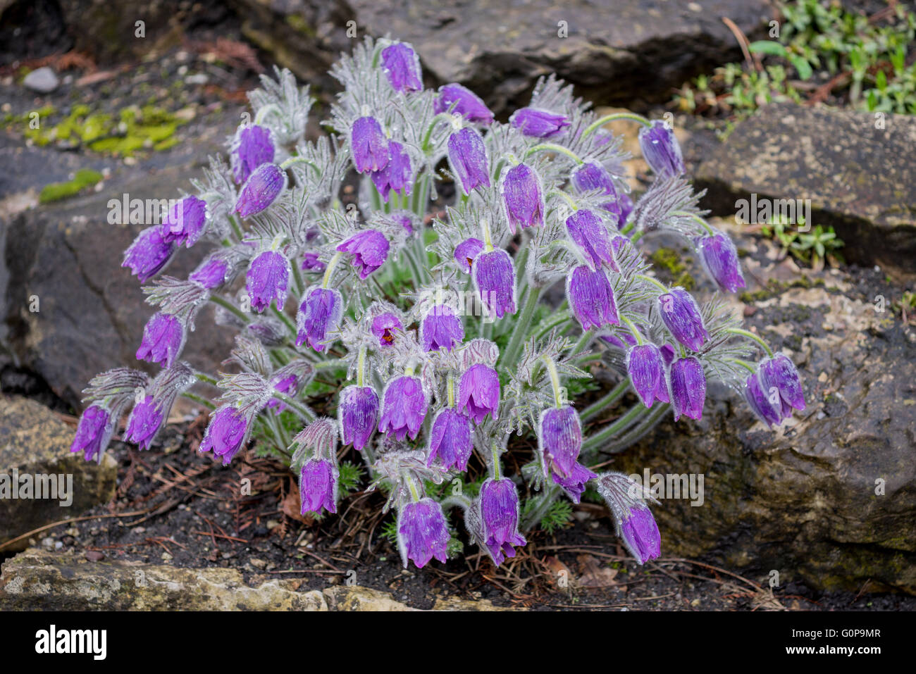 Cluster of pasque flowers covered with rain drops Pulsatilla halleri ...