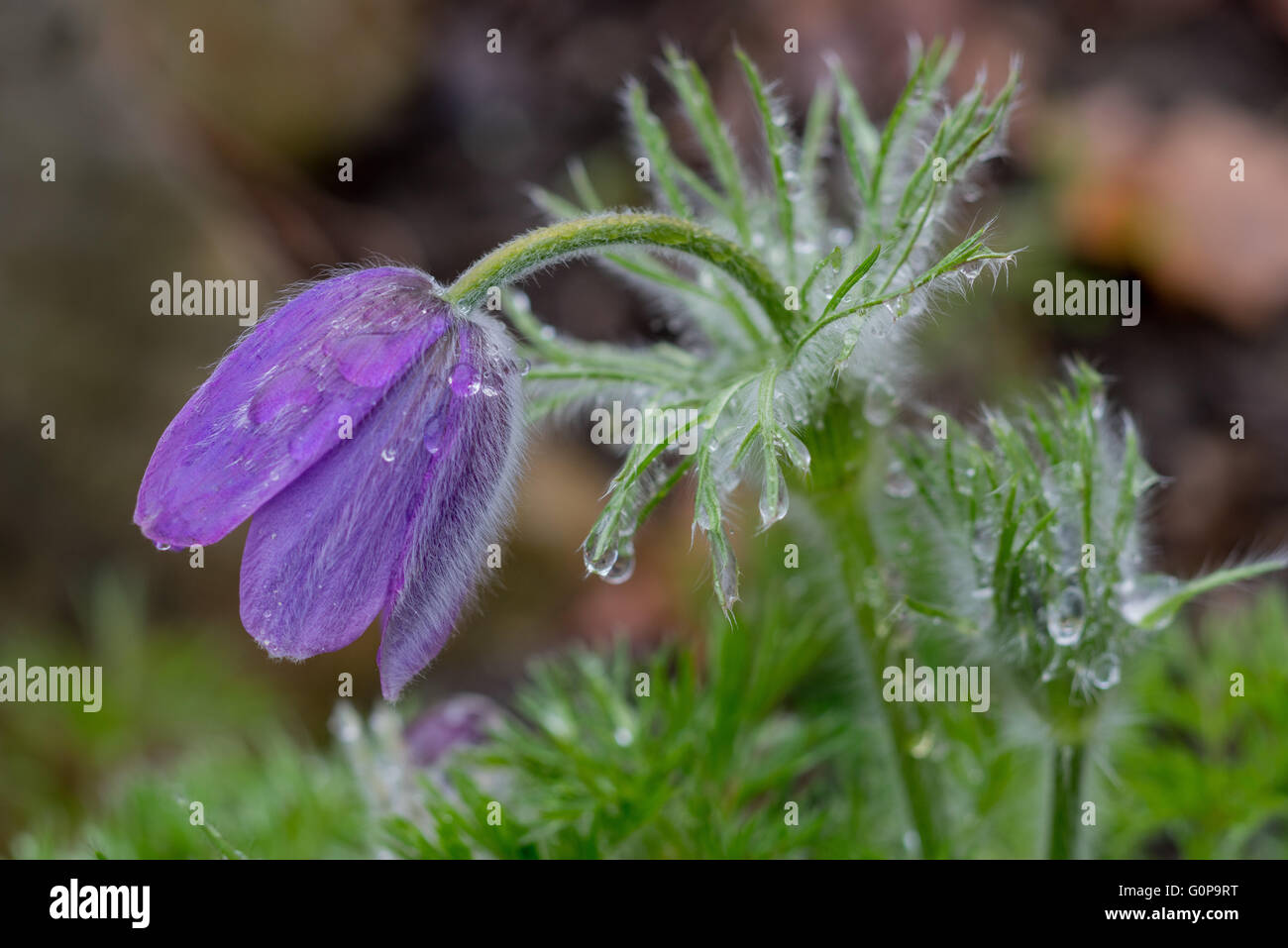 Pasque flower covered with rain drops Pulsatilla halleri subsp. slavica ...