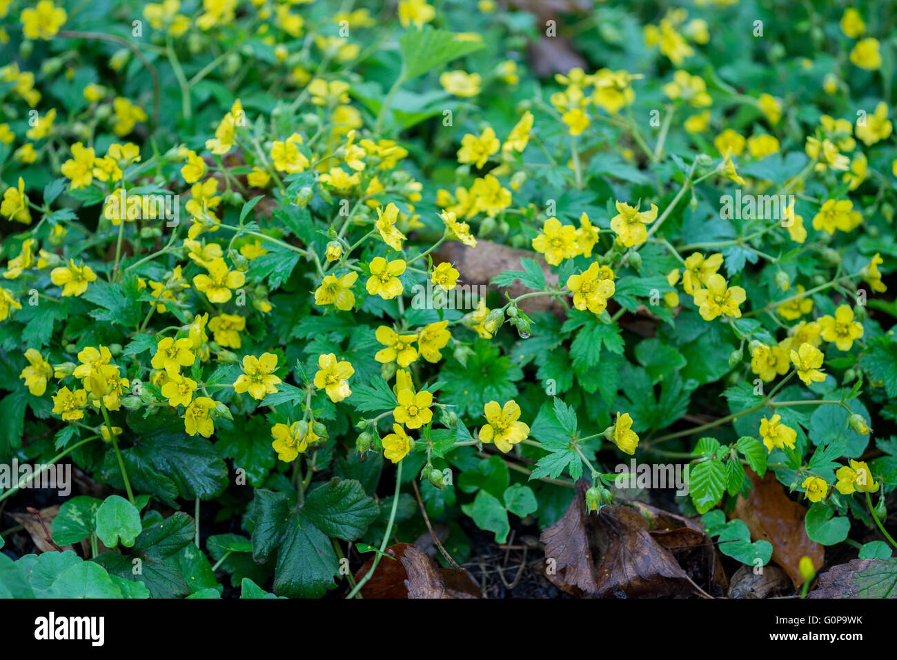 Waldsteinia geoides yellow spring flowers and green leaves Stock Photo ...