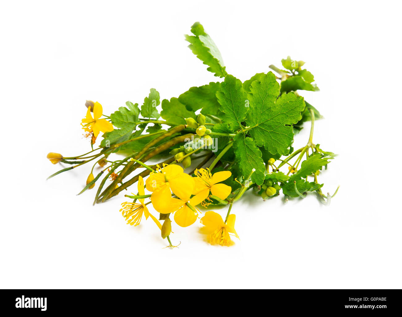 Celandine medicinal plant isolated on white Stock Photo - Alamy