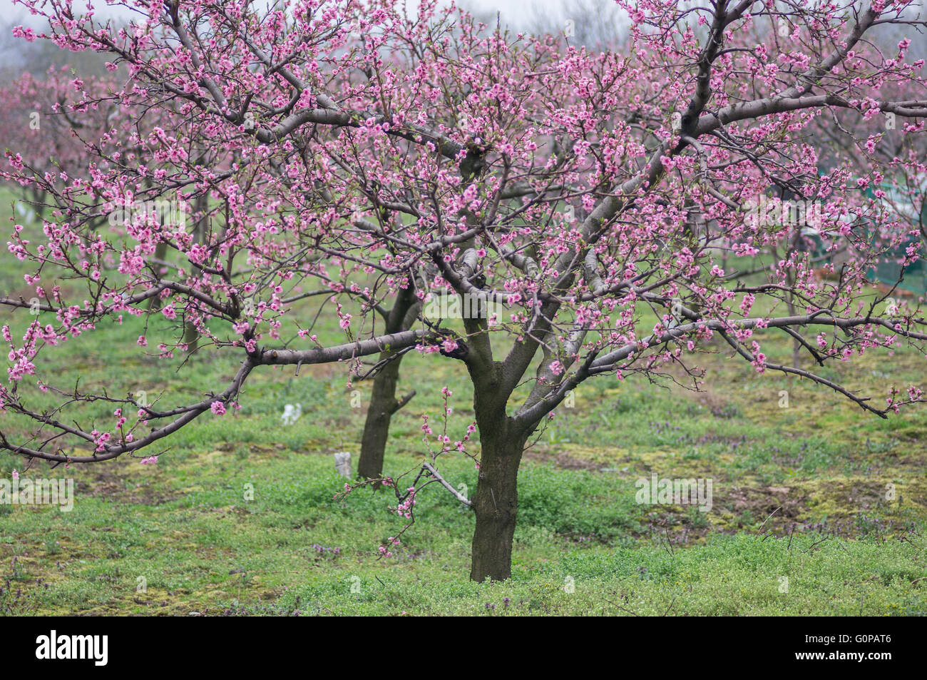Blooming peach tree Stock Photo - Alamy