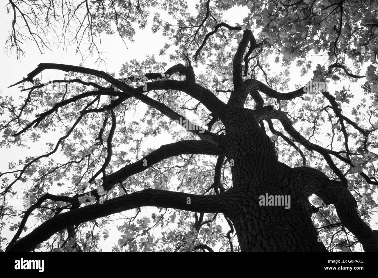 Forest silhouette tree Black and White Stock Photos & Images - Alamy
