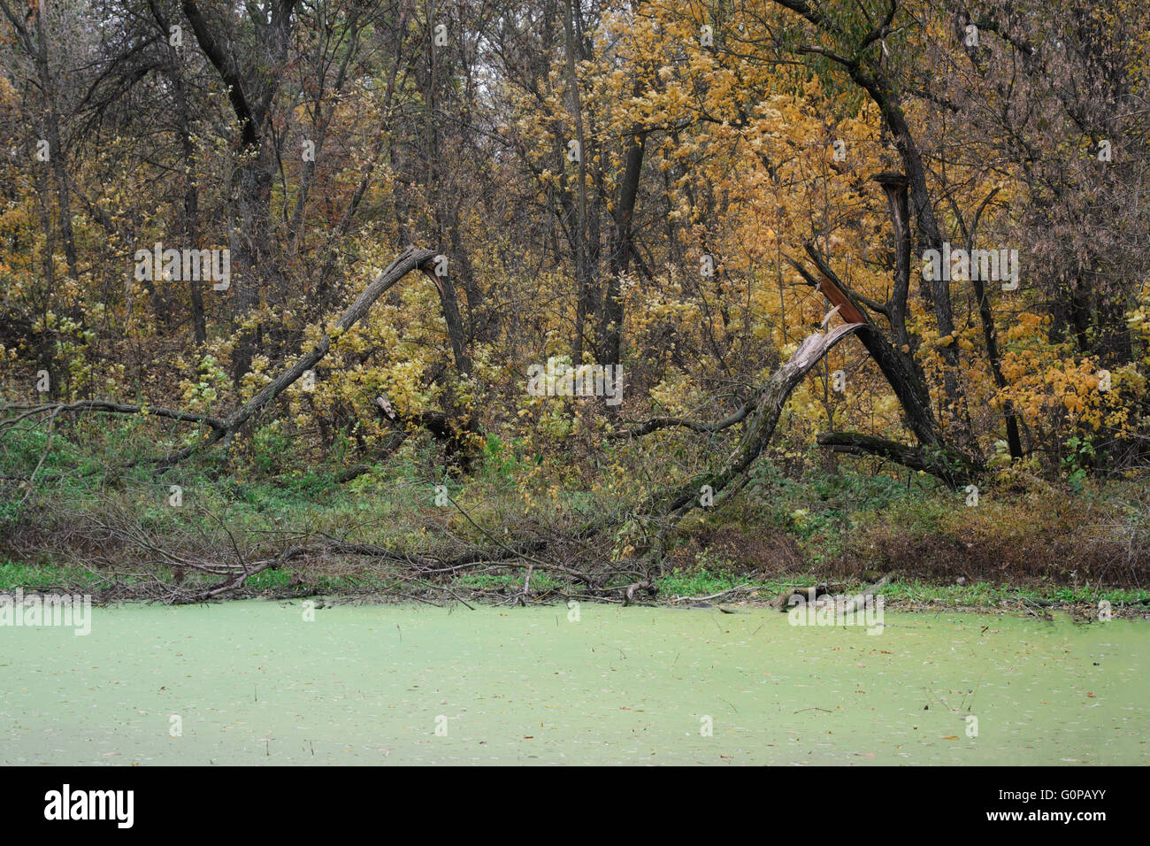 autumn little lost in the morass of impenetrable jungle Stock Photo - Alamy