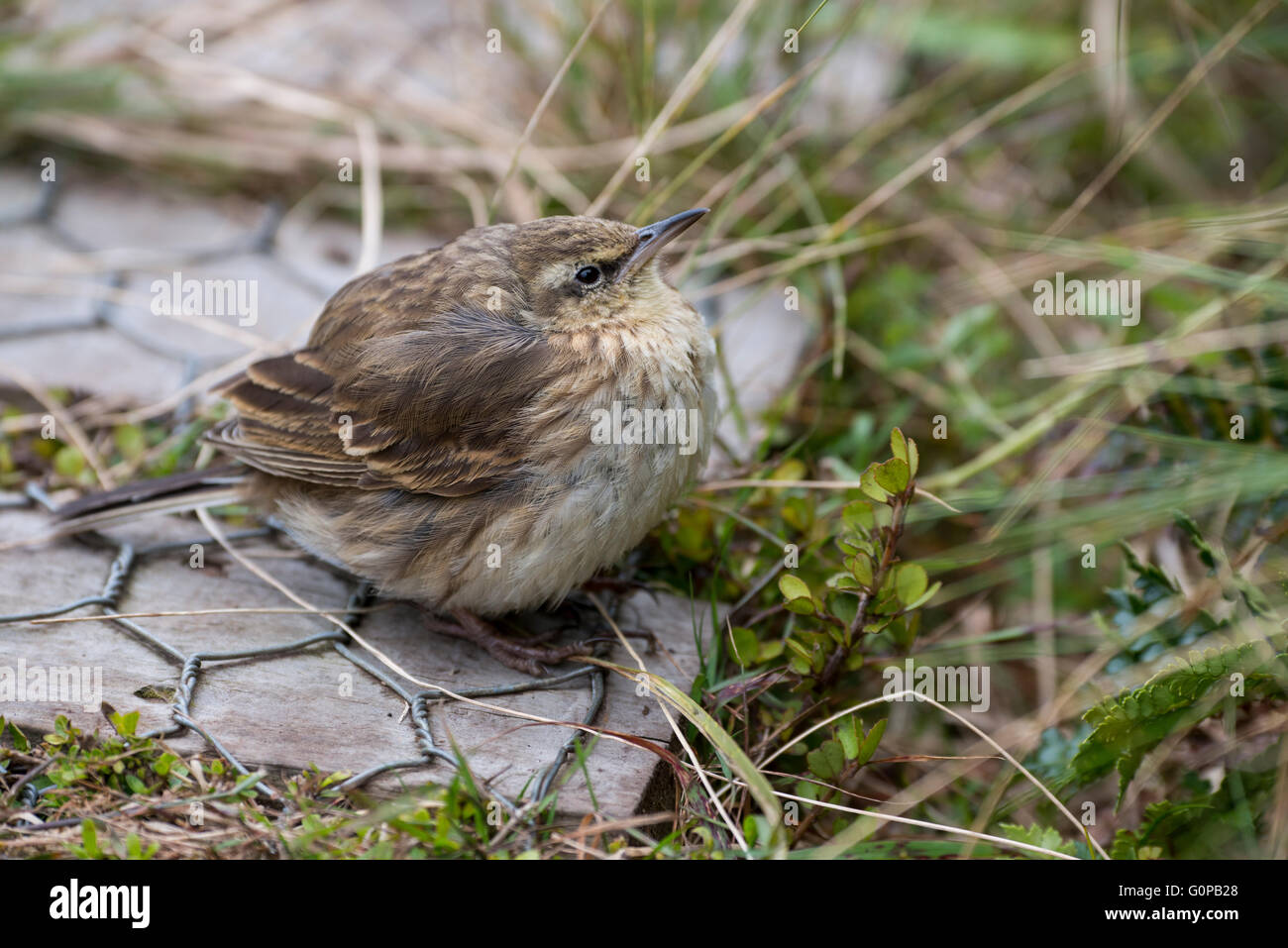 New Zealand Pipit High Resolution Stock Photography and Images - Alamy